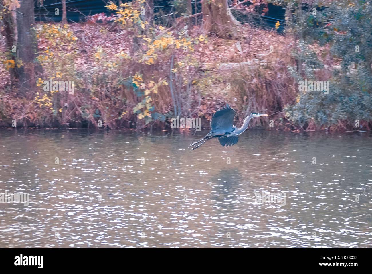A great blue heron bird flying out of pond water Stock Photo - Alamy