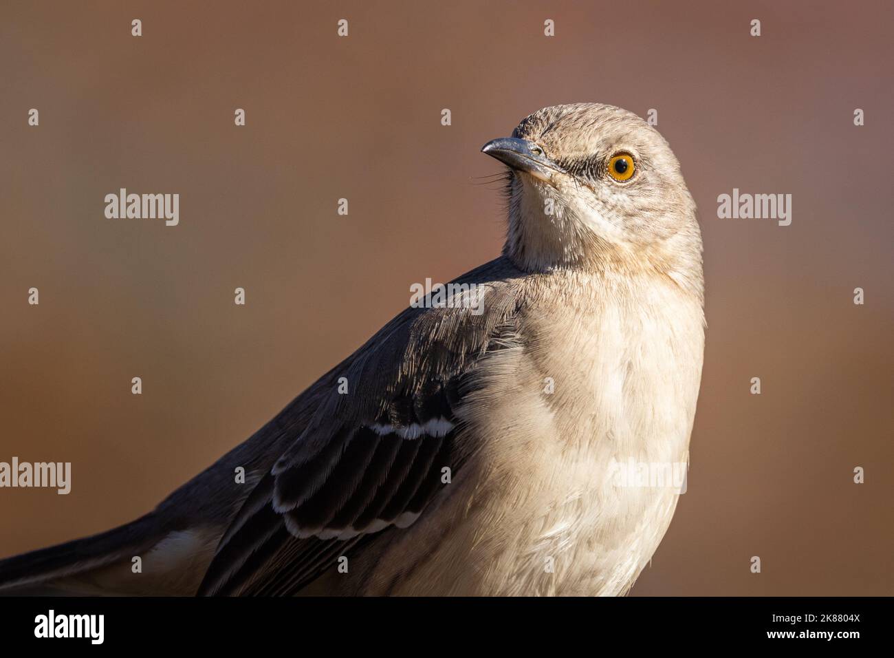 Mocking bird hi-res stock photography and images - Alamy