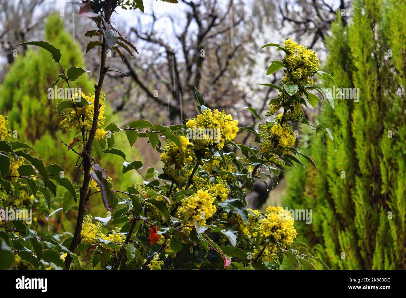 A geen foliage on a wet rainy day in the countryside of Macedonia Stock ...