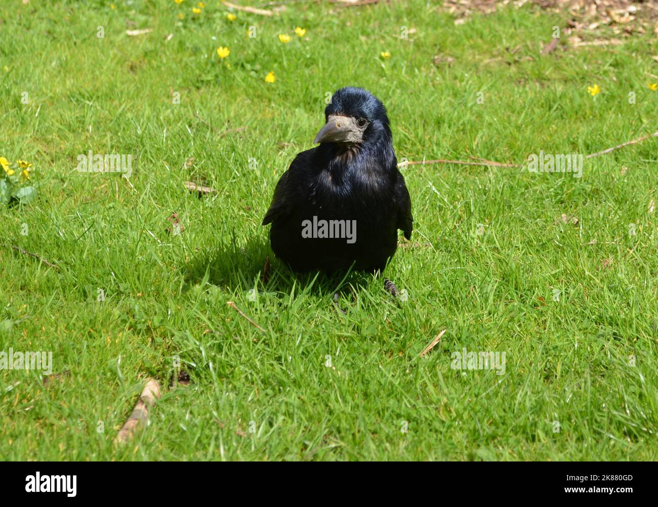 Spring with the return of black carrion crows in a yard Stock Photo - Alamy