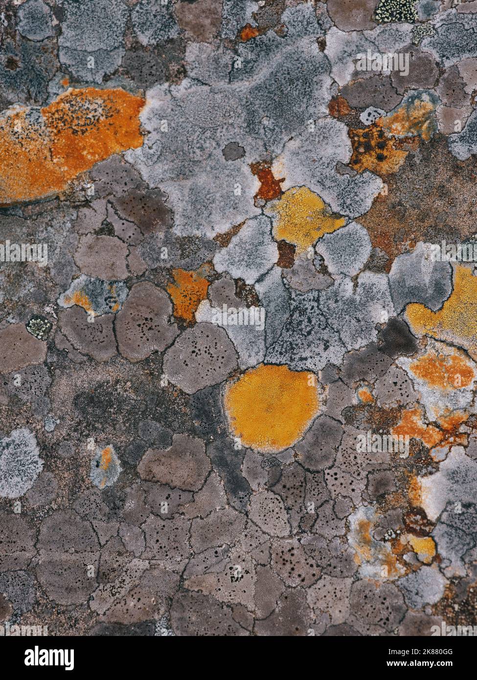 Map Lichen (Rhizocarpon geographicum) - Stone lichen flora colours and ...