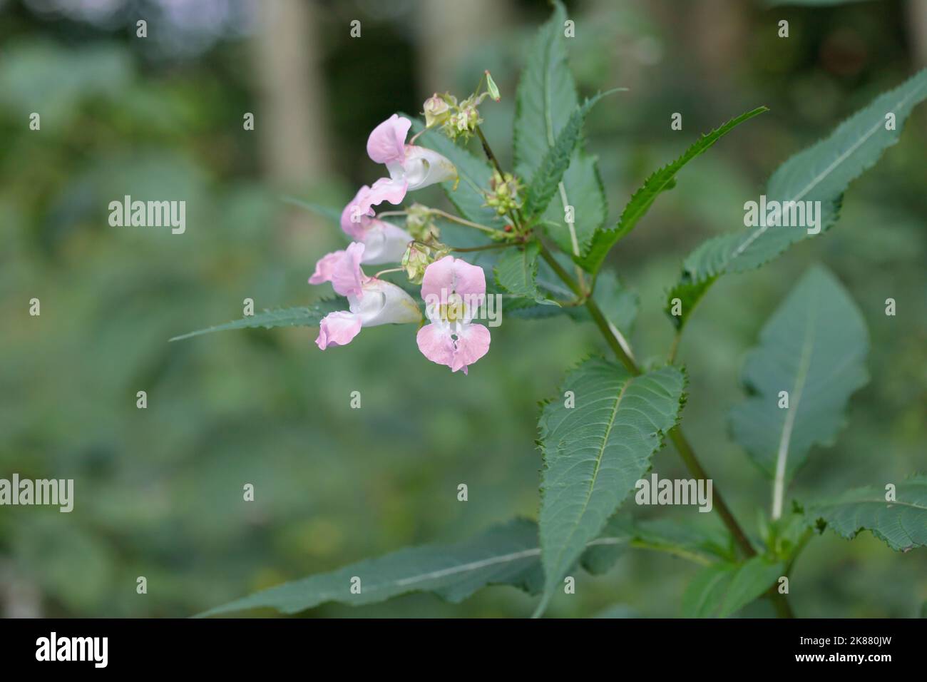 Blooming Himalayan balsam ( Impatiens glandulifera Stock Photo - Alamy