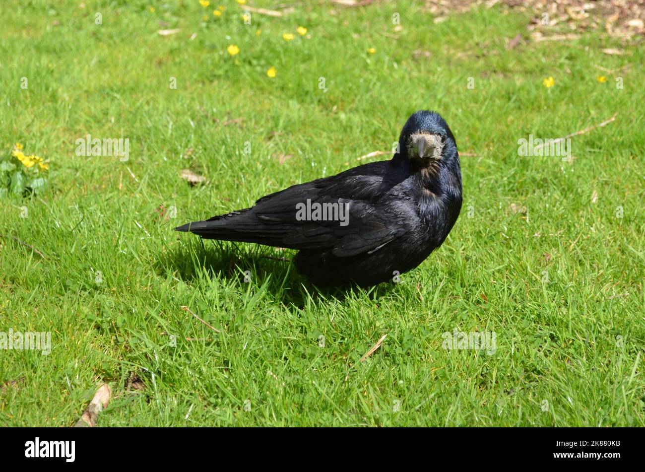 Crow gazing hi-res stock photography and images - Alamy