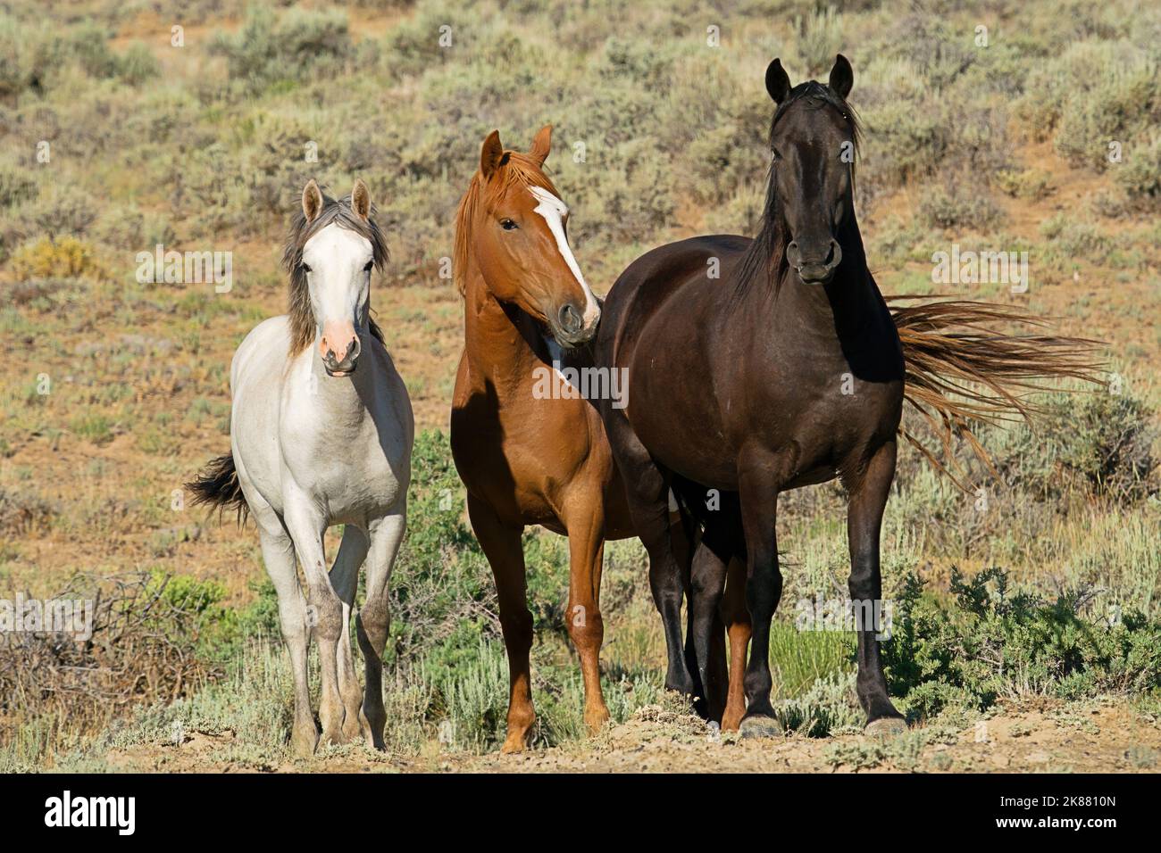 The three horses in different colors in the field Stock Photo - Alamy
