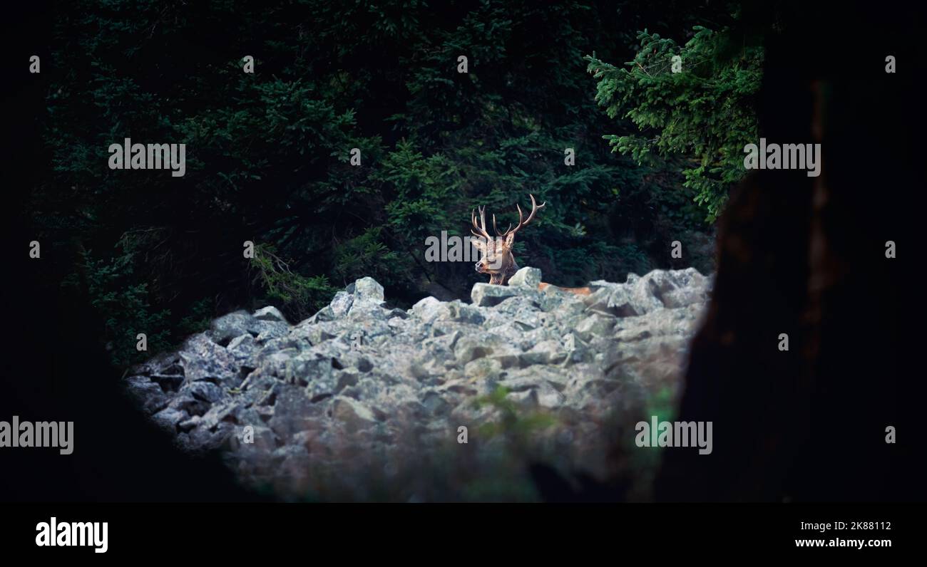 The red deer on the hill watches and guards the surroundings, the best ...