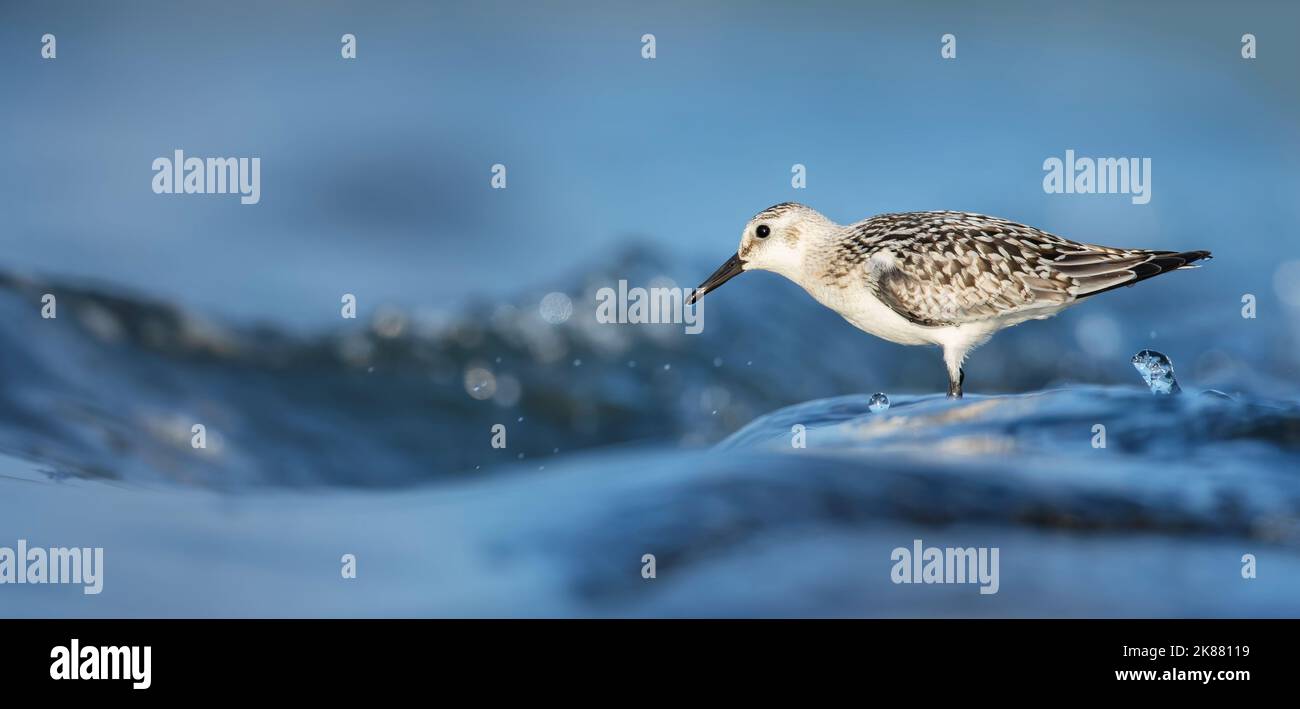 Calidris alba sandy sandstone it walks in the water and searches for ...