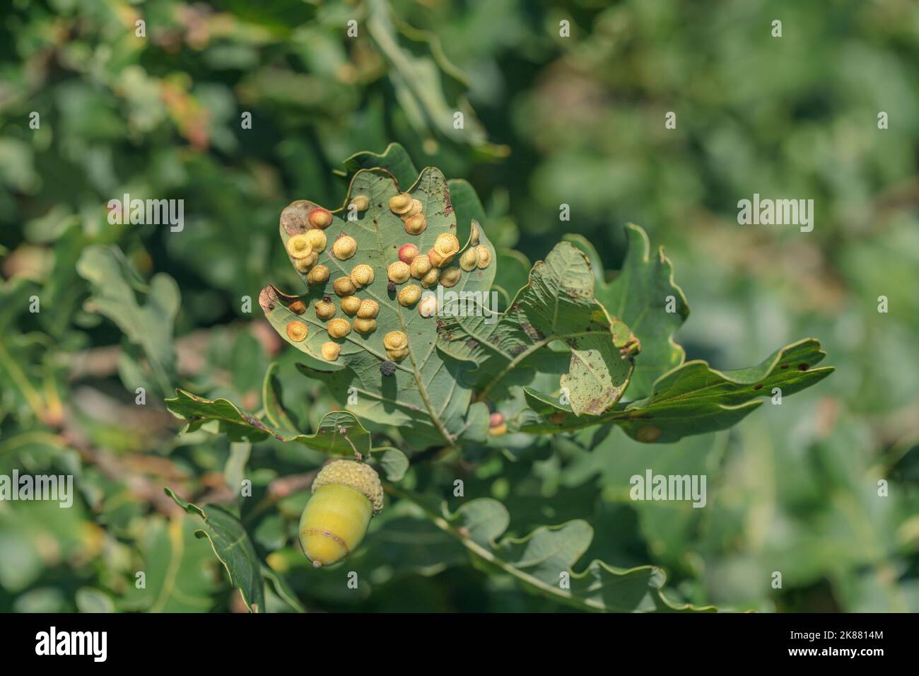 Gall wasps (Neuroterus quercusbaccarum) on the underside of an oak leaf ...