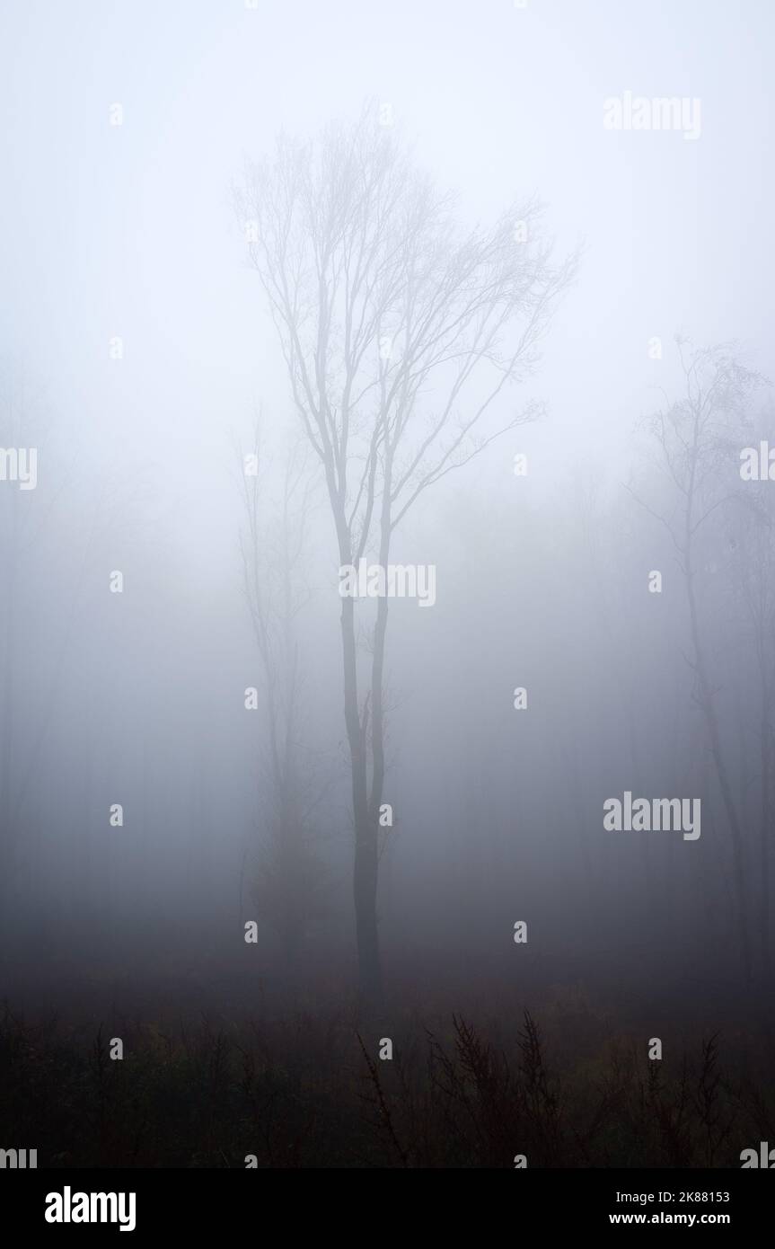 A vertical shot of tall leafless trees in a forest covered with dense ...