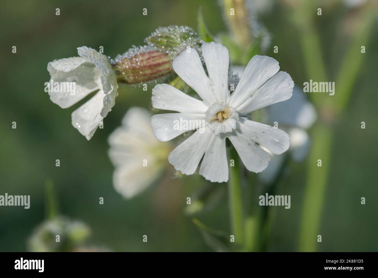 White campion (Silene latifolia Stock Photo - Alamy