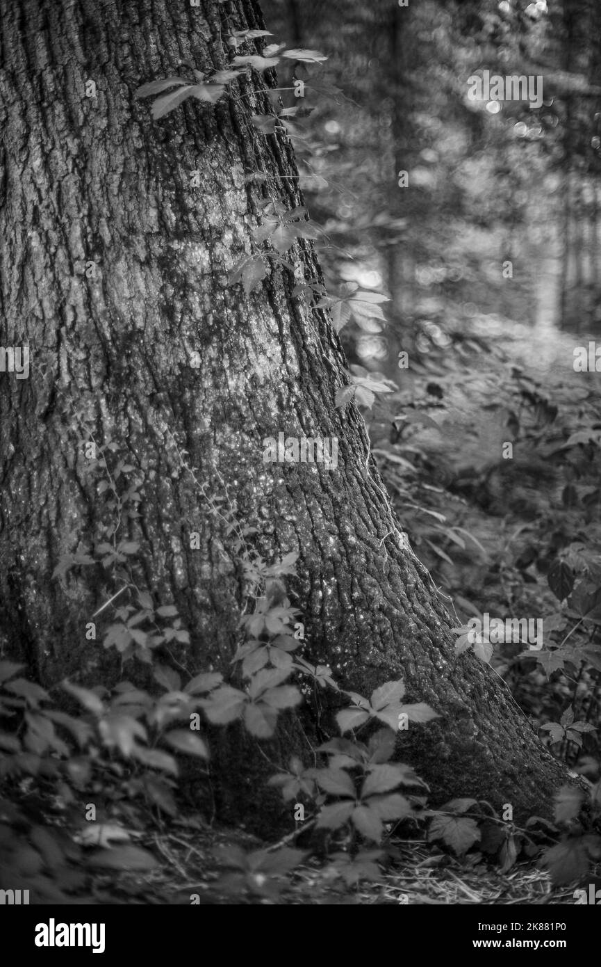 A monochrome of the basement of the tree with leaves around Stock Photo ...