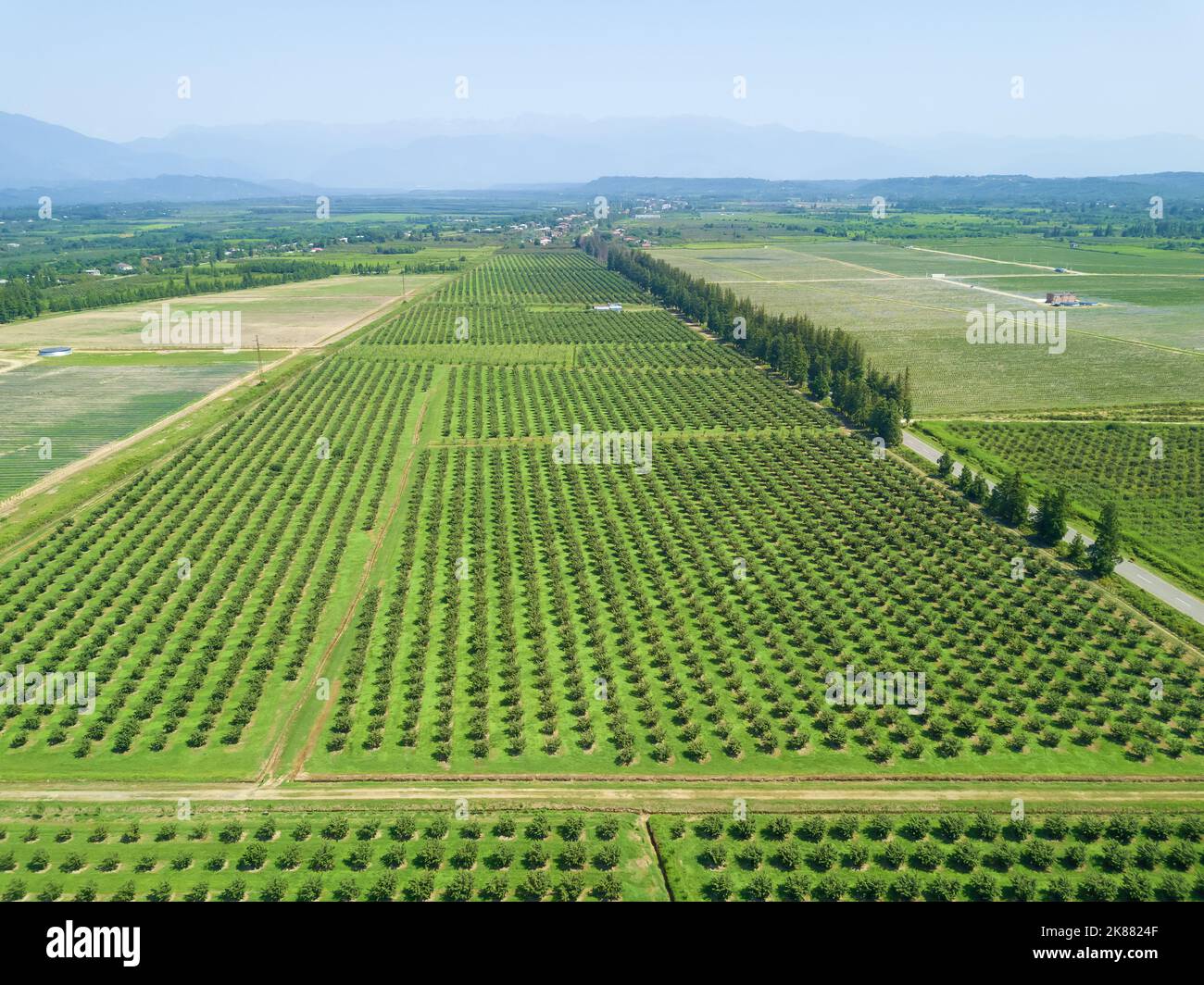 Walnut harvest georgia hi-res stock photography and images - Alamy