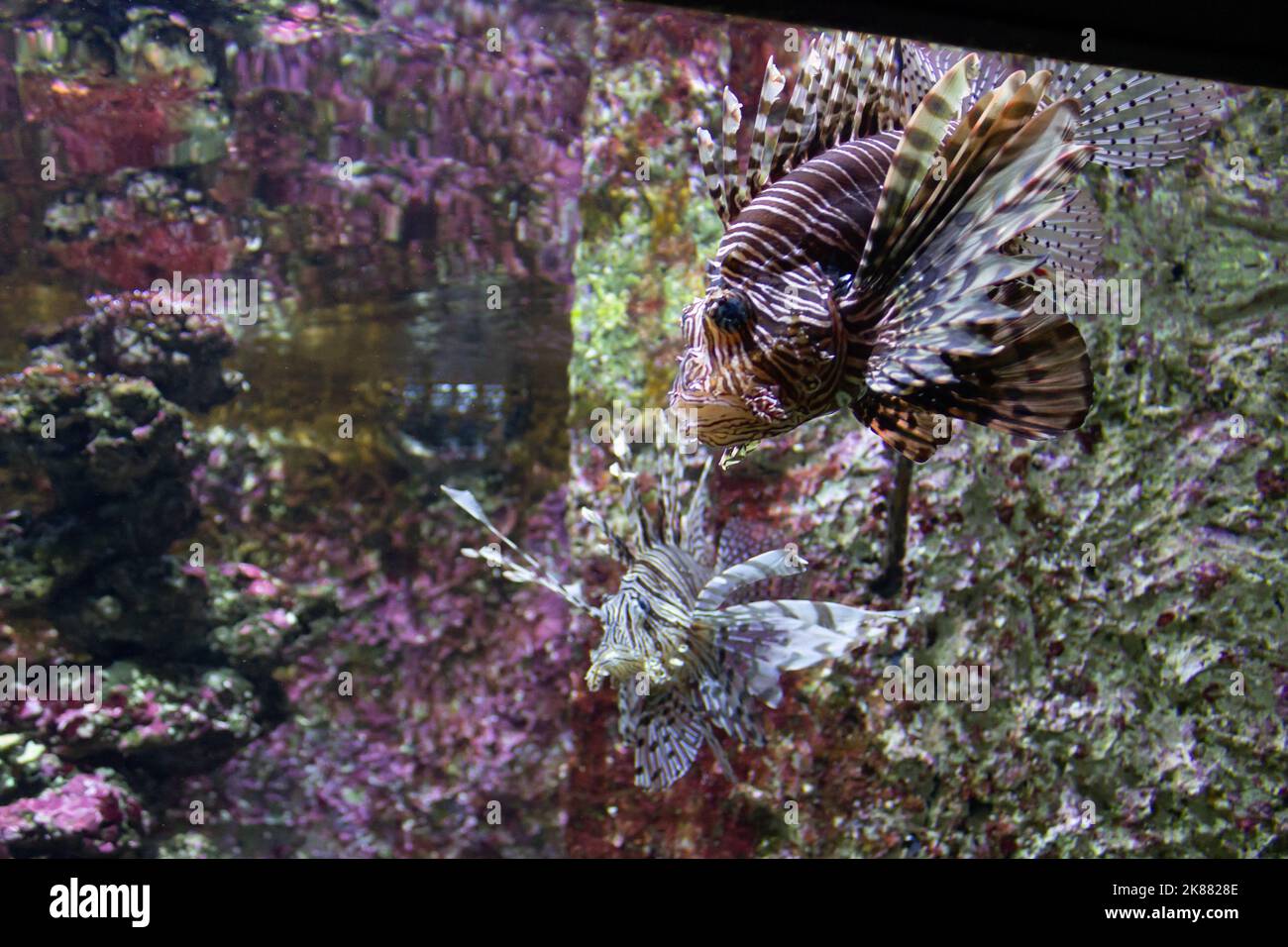 Exotic fish in their natural habitat Stock Photo - Alamy