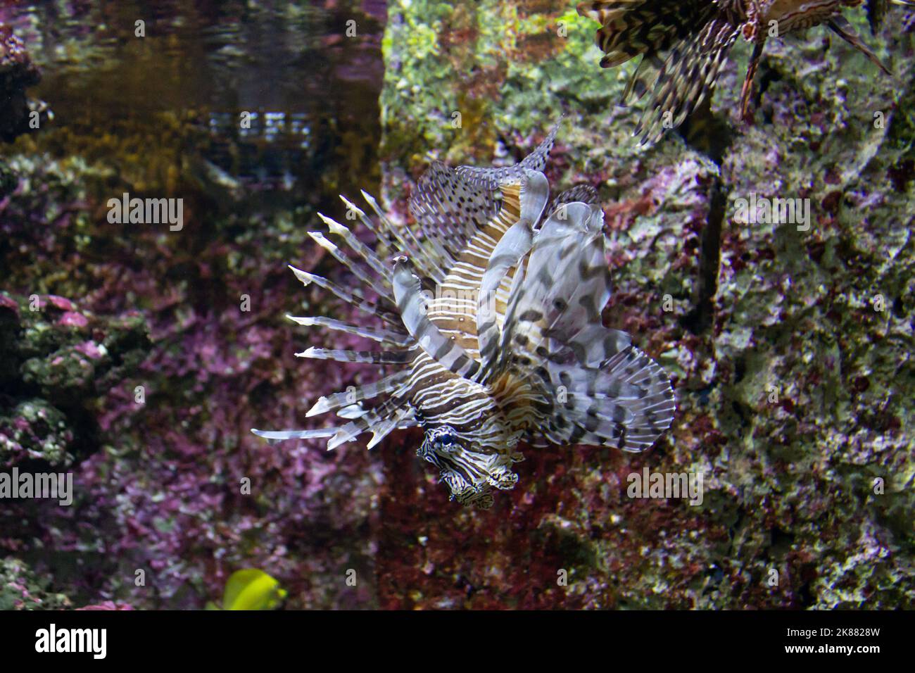 Exotic fish with sharp spines swimming underwater Stock Photo - Alamy