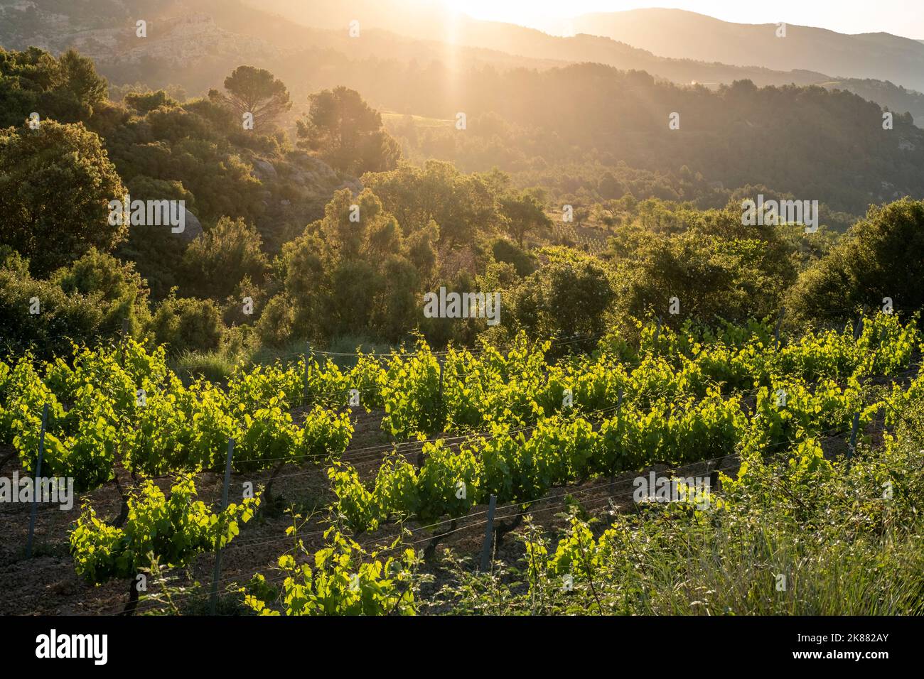 Vineyards during sunrise in Morera de Montsant in the Montsant ...