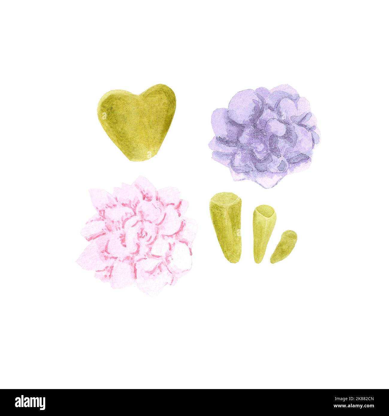 Succulent plants on white Background. Hand drawn Watercolor. Botanical ...
