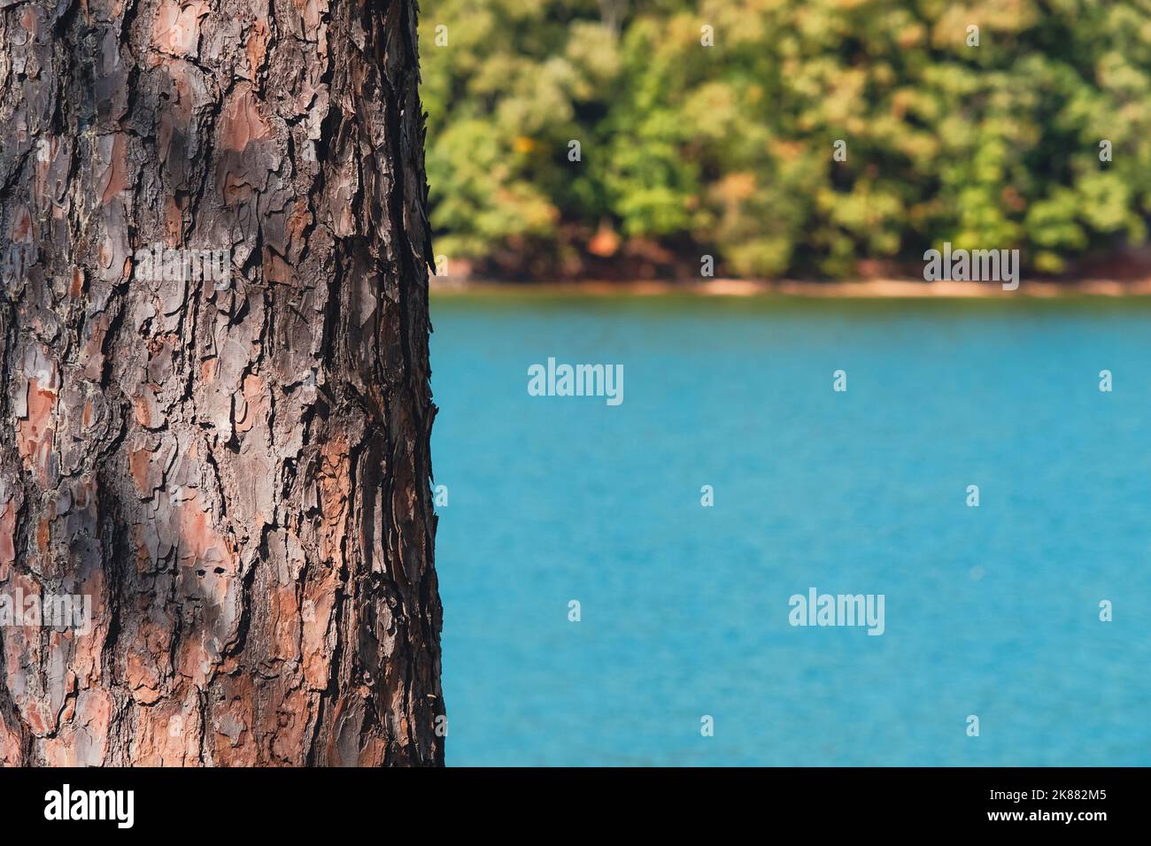 Reddish tree bark and deep blue water at beach with changing leaves in ...