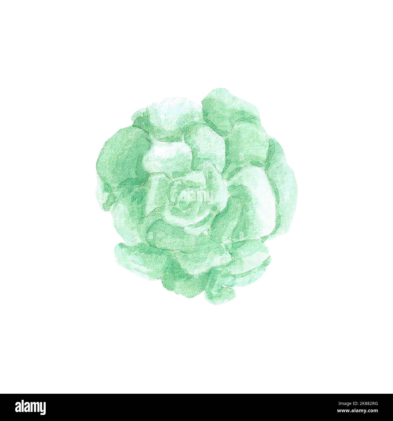 Succulent plants on white Background. Hand drawn Watercolor. Botanical ...