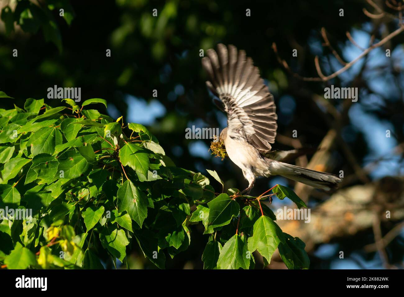 A selectiive focus of Northern Mockingbird (Mimus polyglottos) open ...