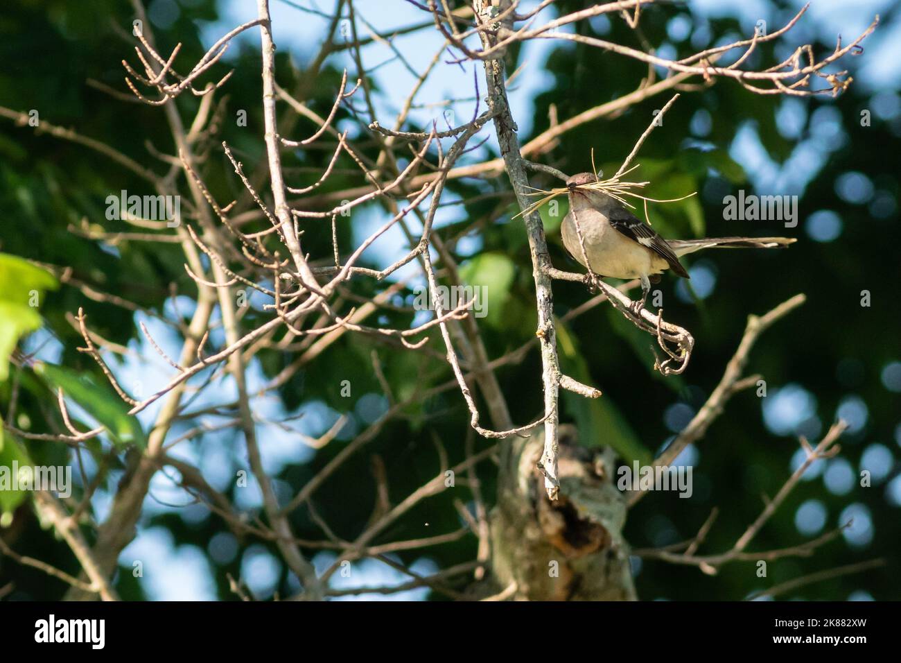 Mockingbird nest hi-res stock photography and images - Alamy