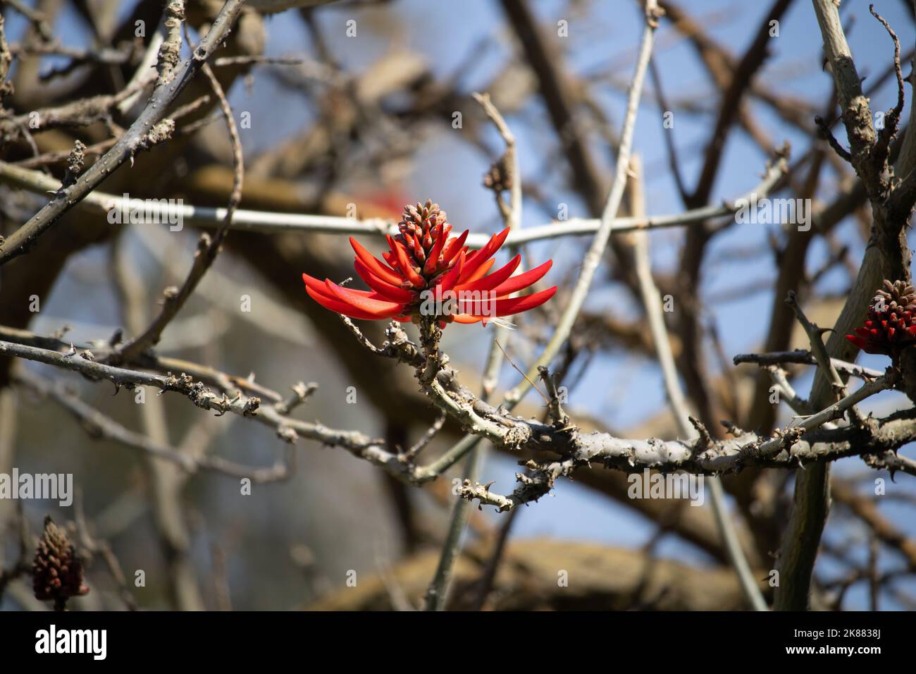 Mulungu tree hi-res stock photography and images - Alamy
