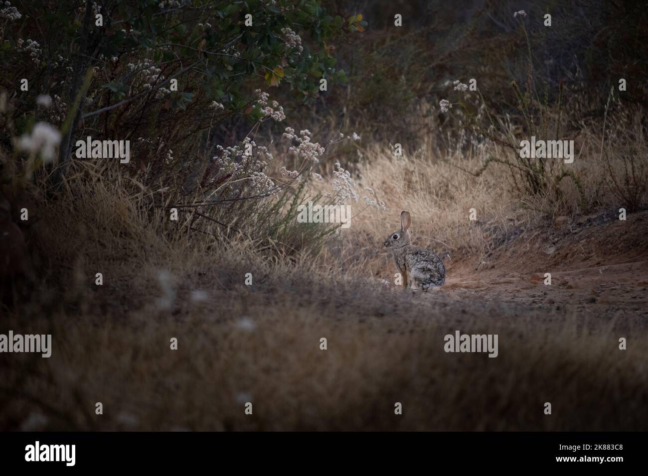 Rabbit camouflaged hi-res stock photography and images - Alamy