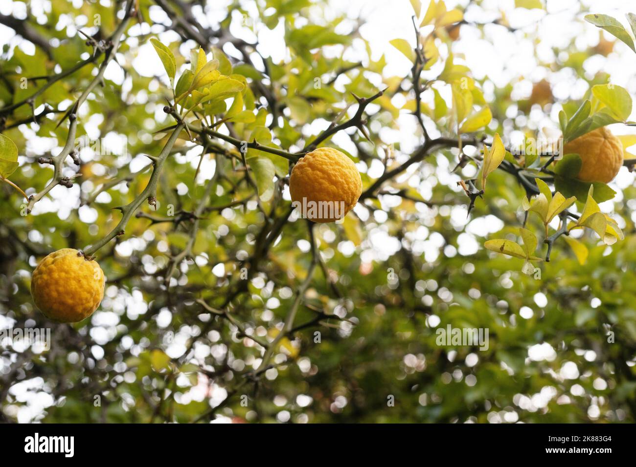 Poncirus trifoliata - trifoliate orange shrub with fruit Stock Photo ...