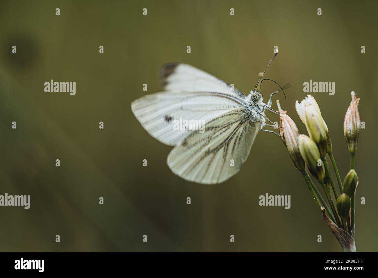 A closeup shot of a cabbage butterfly on a floral bud Stock Photo - Alamy