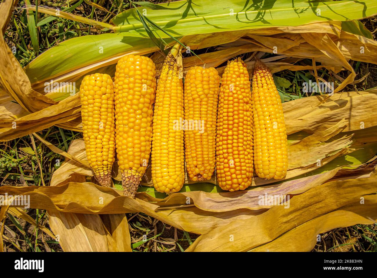 Ripe yellow ears of corn cobs stacked on leaves Stock Photo - Alamy