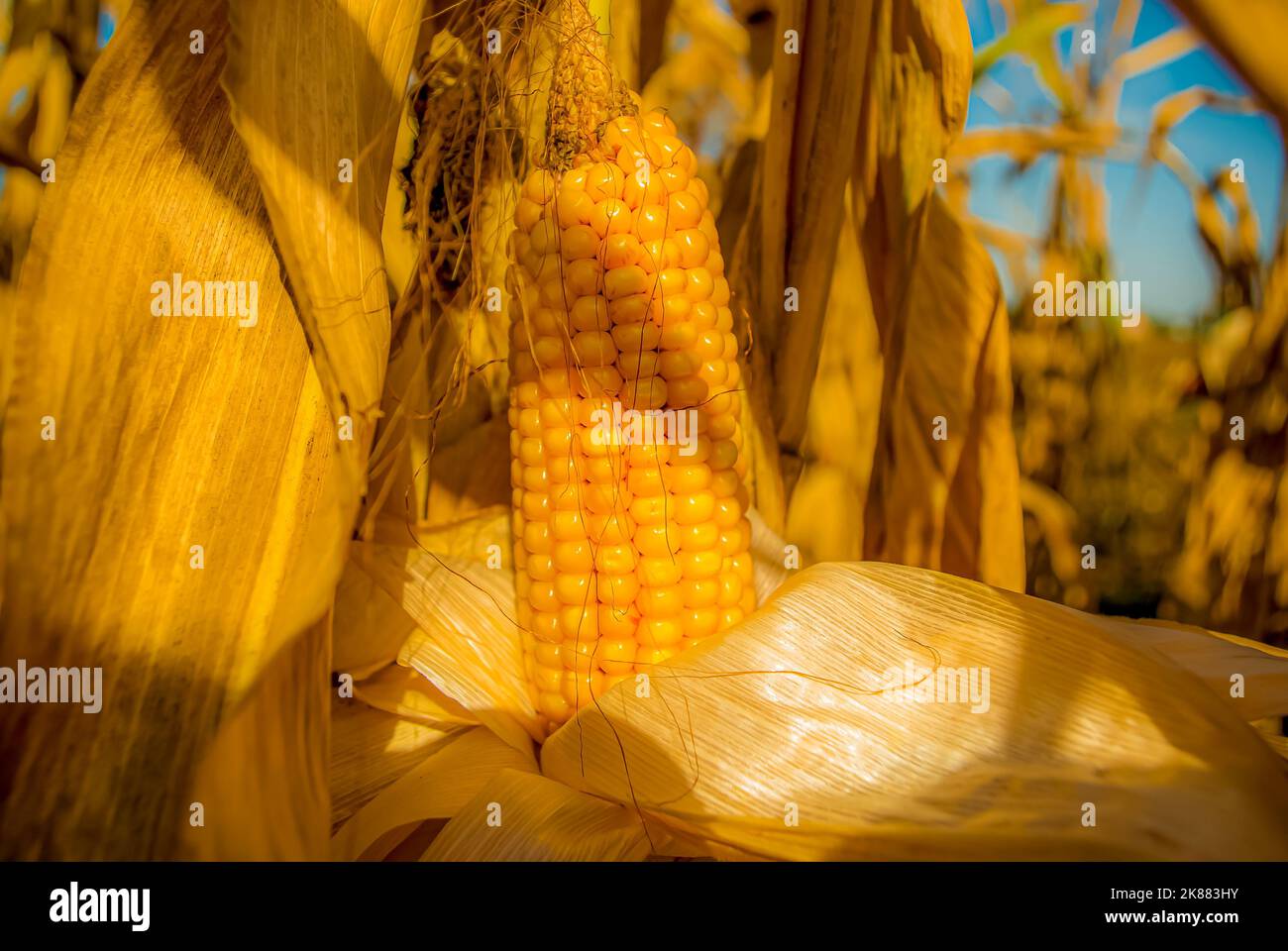 Ears sweet corn isolated hi-res stock photography and images - Alamy