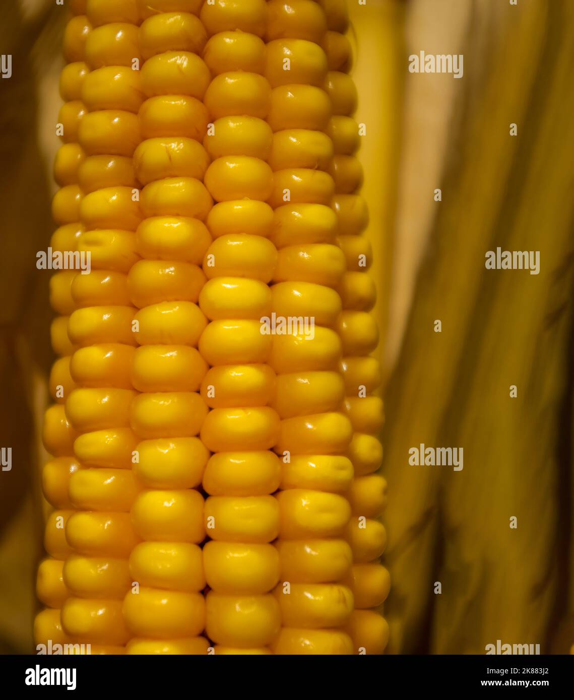Yellow ears of corn hi-res stock photography and images - Alamy