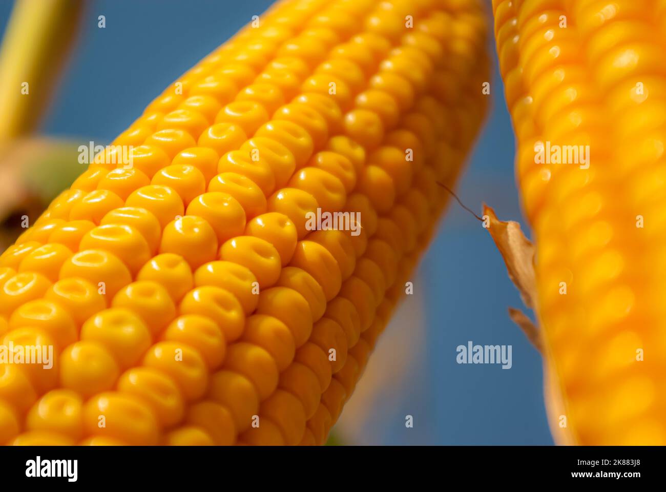 Ripe yellow ears of corn Stock Photo - Alamy