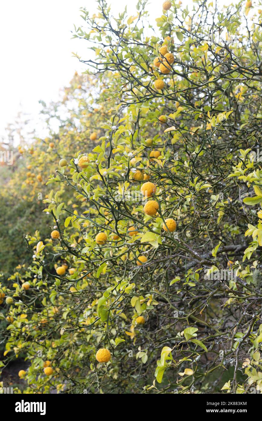 Poncirus trifoliata - trifoliate orange shrub with fruit Stock Photo ...