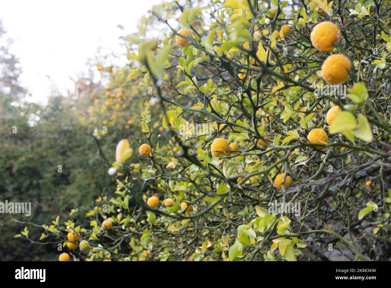 Poncirus trifoliata - trifoliate orange shrub with fruit Stock Photo ...