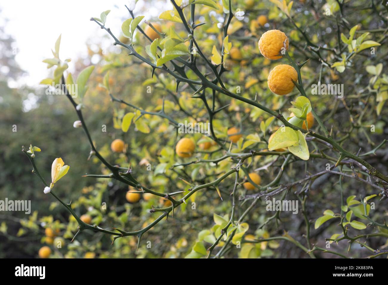 Poncirus trifoliata - trifoliate orange shrub with fruit Stock Photo ...