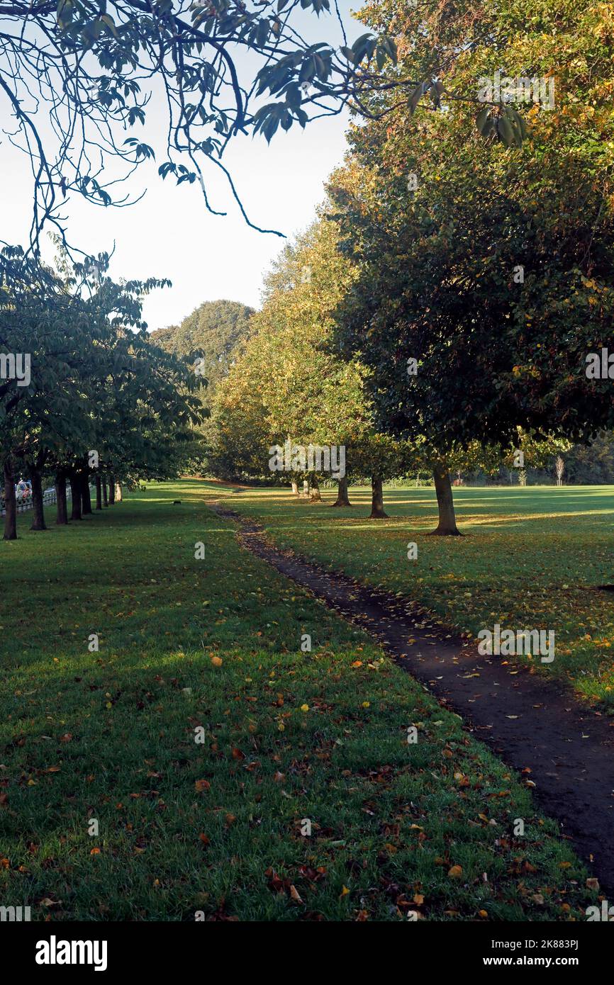 Autumn tree, Cardiff. October 2022. Autumn Stock Photo - Alamy