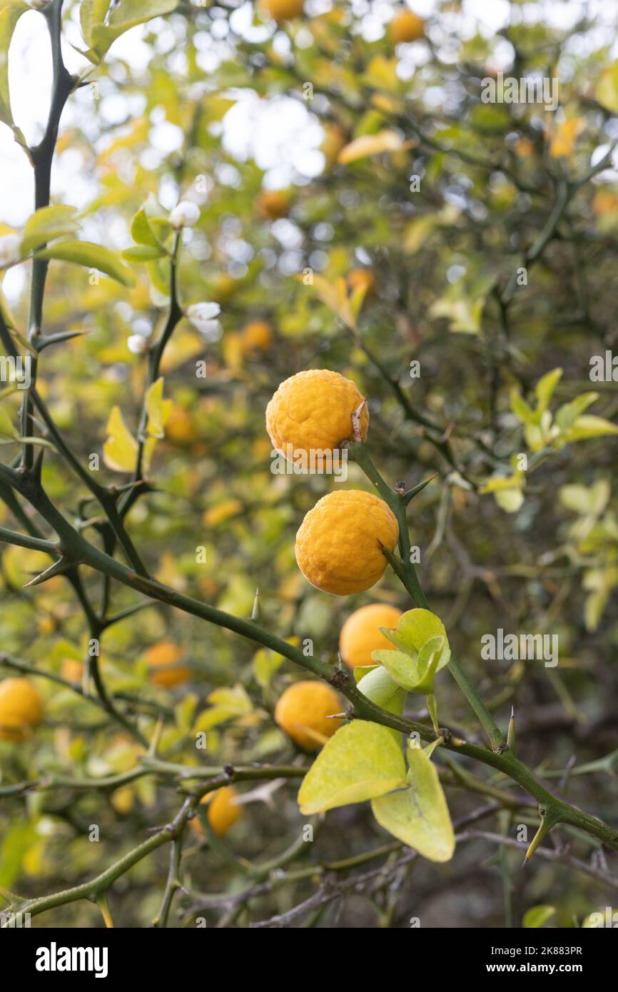 Poncirus trifoliata - trifoliate orange shrub with fruit Stock Photo ...