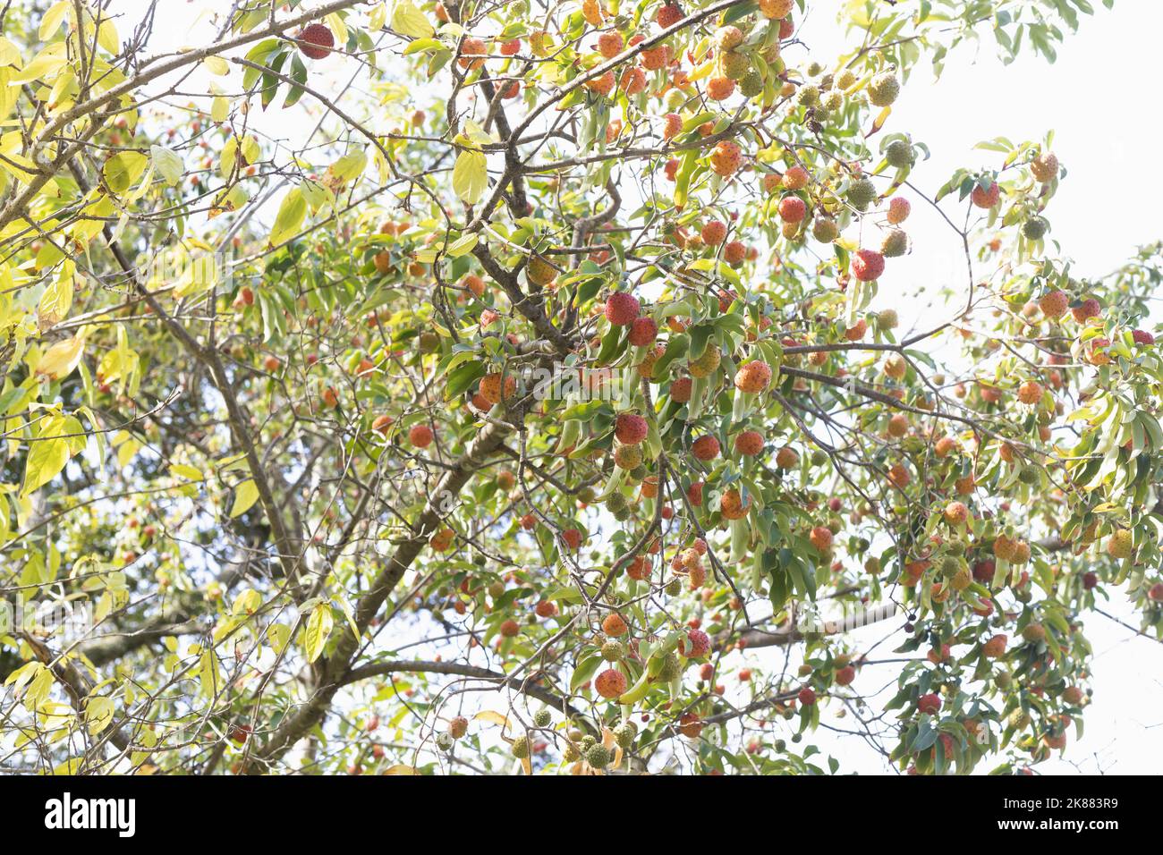 Cornus capitata - Bentham's cornel tree Stock Photo - Alamy