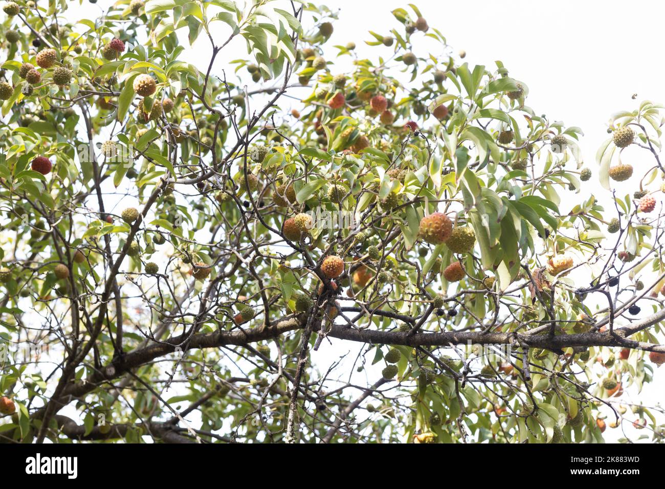 Cornus capitata - Bentham's cornel tree Stock Photo - Alamy