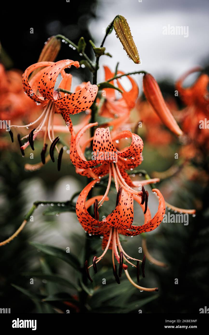 A vertical of bloomed Tiger Lilies, Lilium lancifolium covered in ...