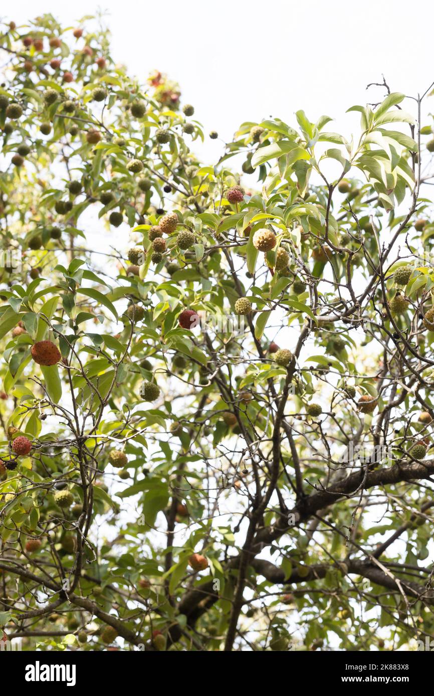 Cornus capitata - Bentham's cornel tree Stock Photo - Alamy