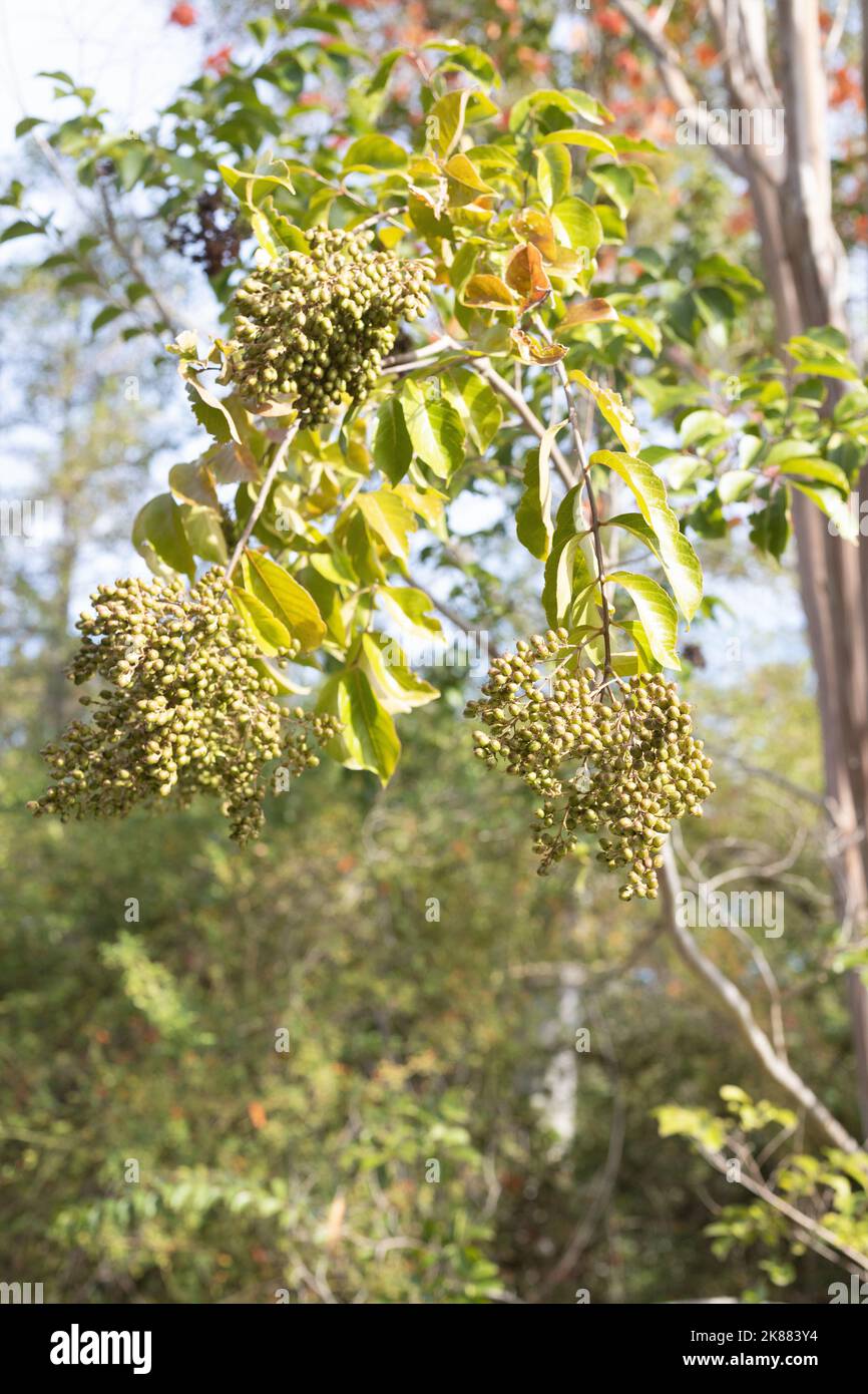 Lagerstroemia subcostata - Chinese crepe myrtle tree Stock Photo - Alamy