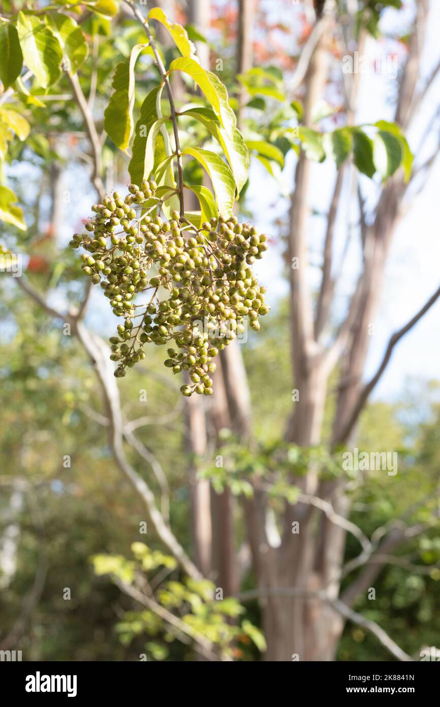 Lagerstroemia subcostata - Chinese crepe myrtle tree Stock Photo - Alamy