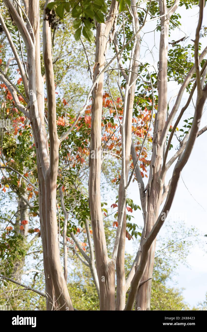Lagerstroemia subcostata - Chinese crepe myrtle tree Stock Photo - Alamy