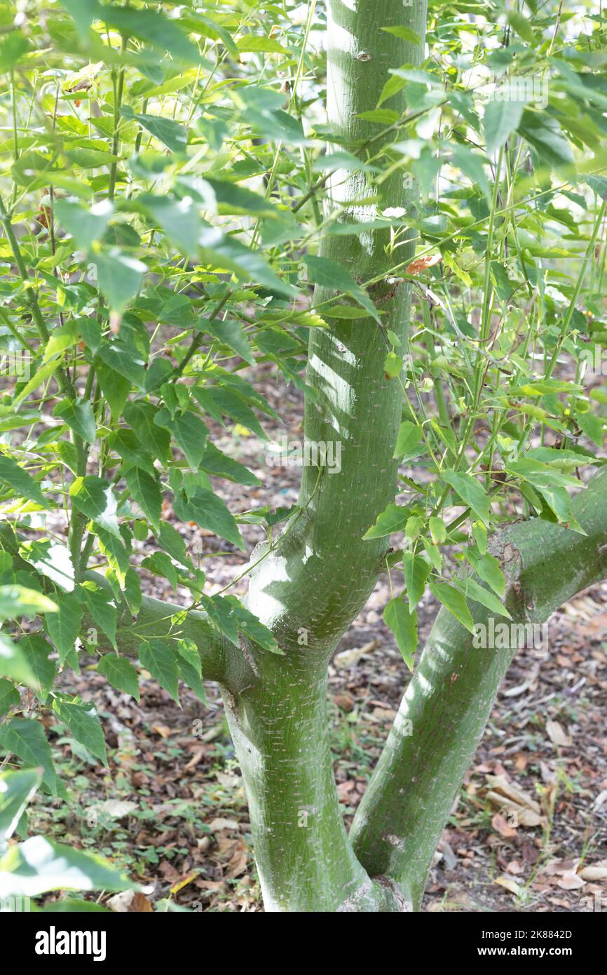 Acer caudatifolium - caudate maple tree Stock Photo - Alamy