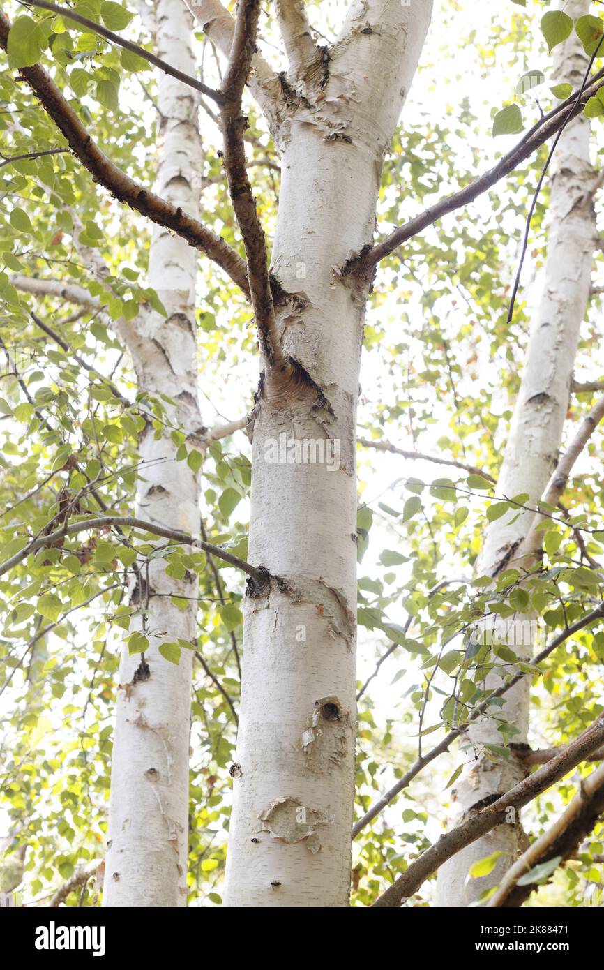 Betula platyphylla - Japanese white birch tree Stock Photo - Alamy