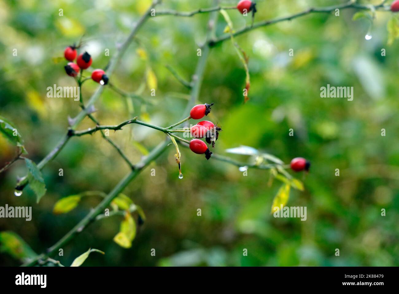 Hips dripping with rain. Cardiff. October 2022. Autumn. cym Stock Photo ...