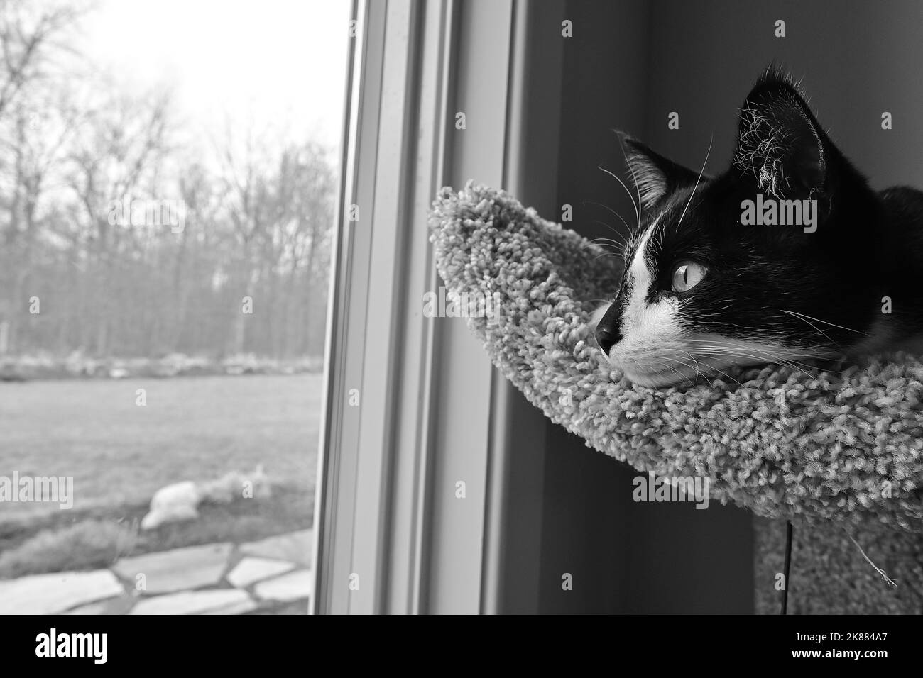 A grayscale of a cat looking through the window Stock Photo - Alamy