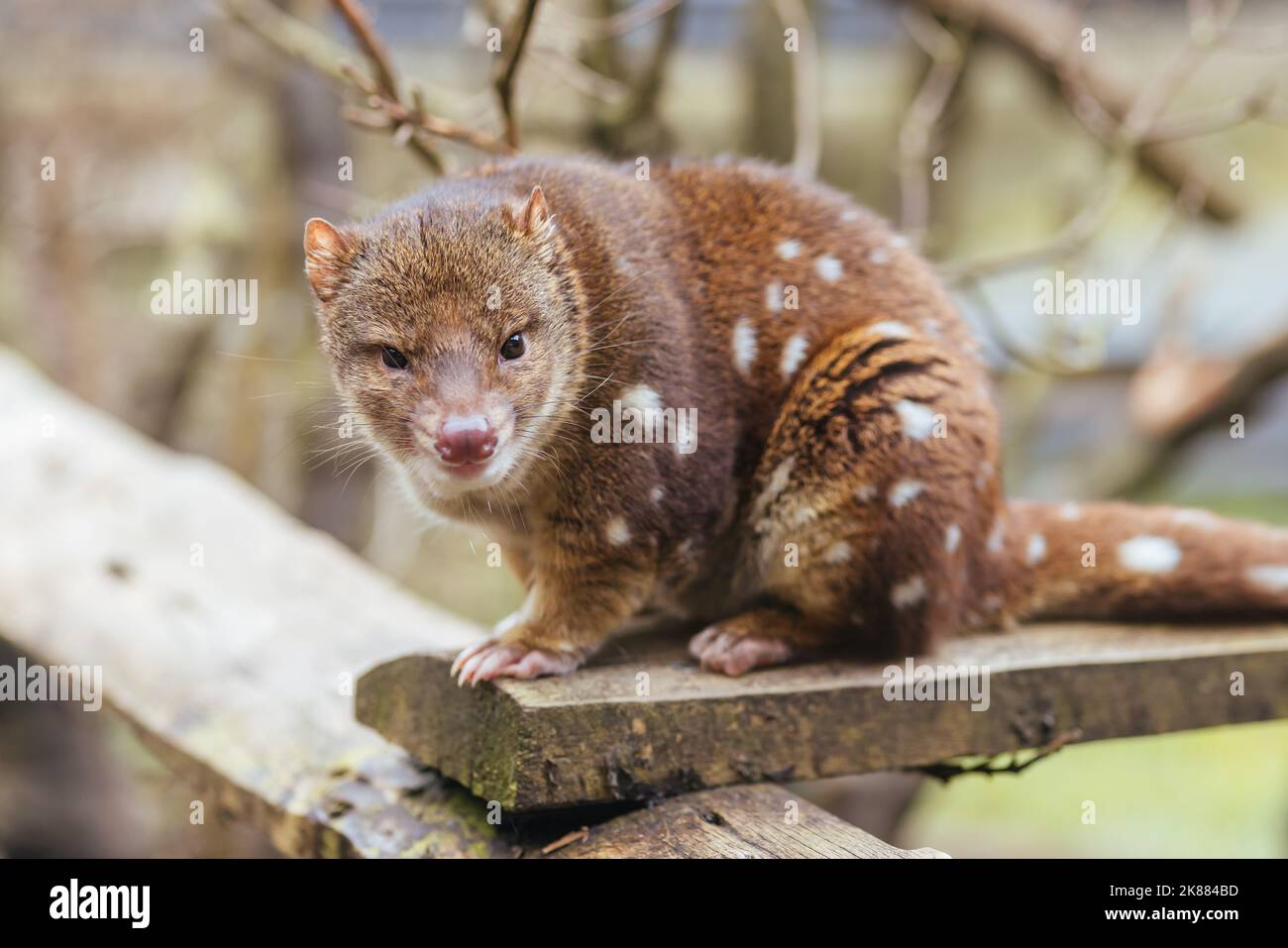 A Spotted-Tailed Quoll is spotted near Cradle Mountain, Tasmania ...