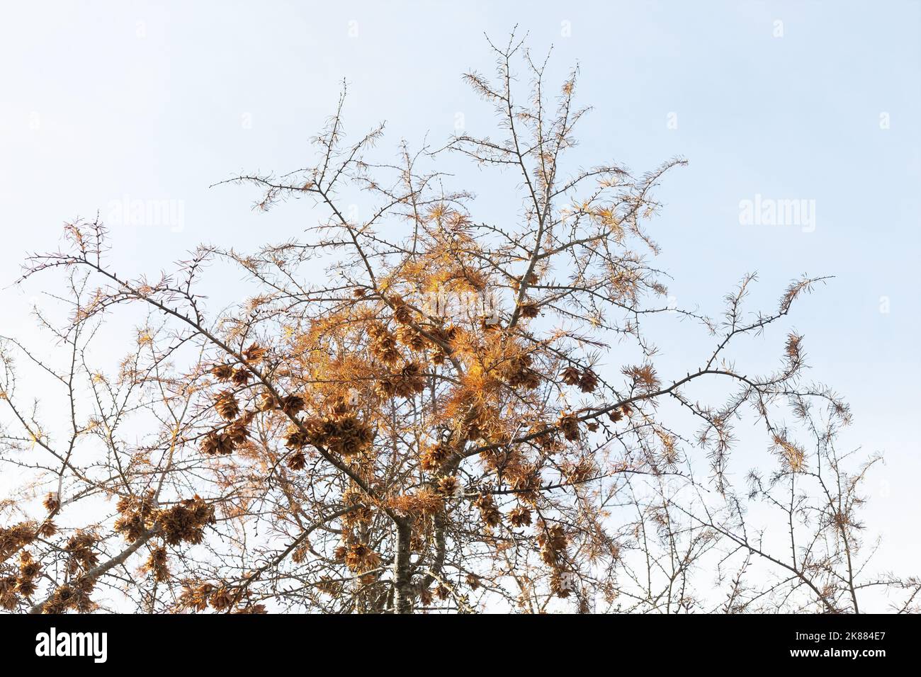 Pseudolarix amabilis - golden larch tree, in autumn Stock Photo - Alamy