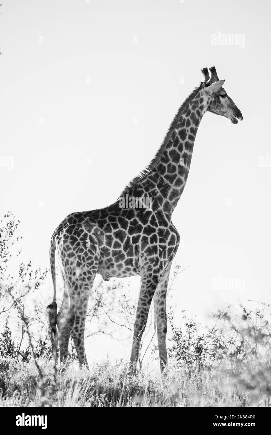 A vertical grayscale shot of a spotted giraffe on a nature reserve ...